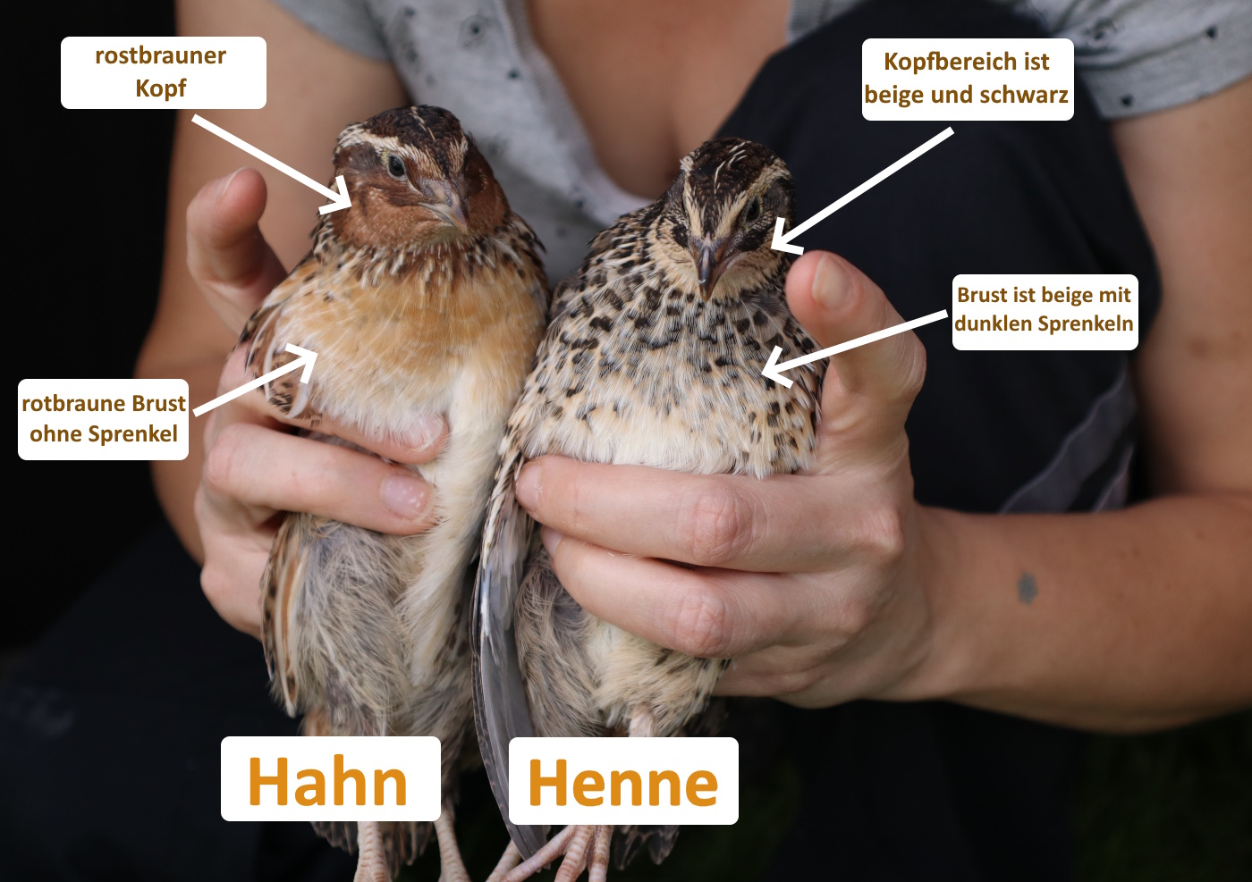 Geschlecht erkennen bei Wachteln: Züchter verrät 3 Methoden!