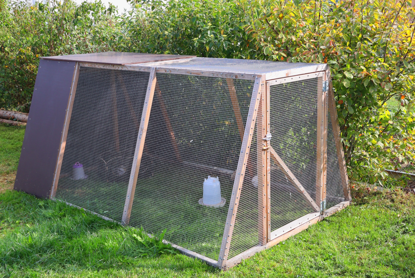 Wachteln halten: Tipps für Anfänger & frische Eier aus dem Garten