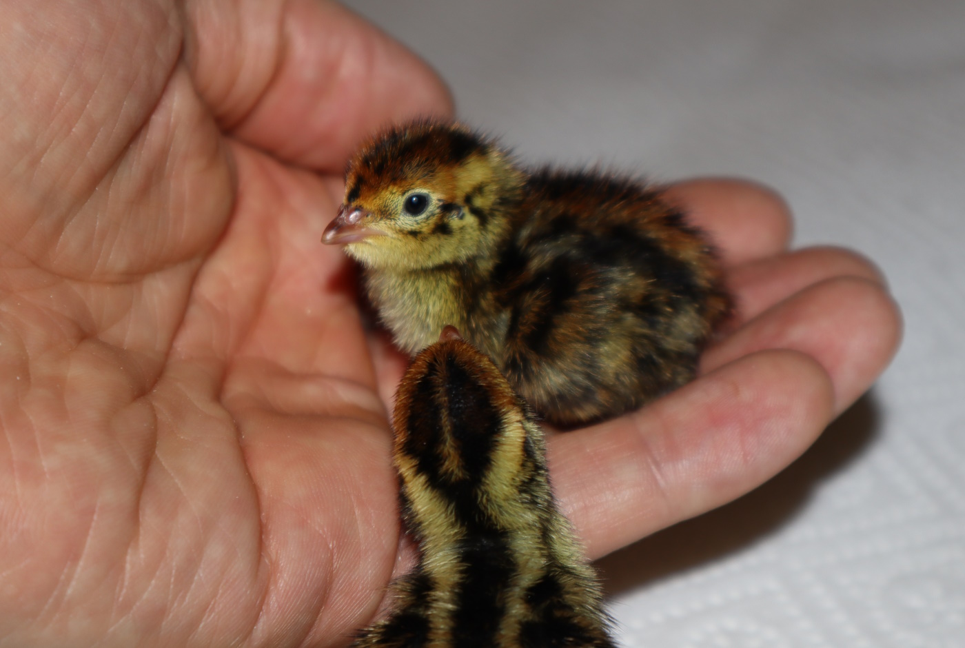 Wachteln halten: Tipps für Anfänger & frische Eier aus dem Garten