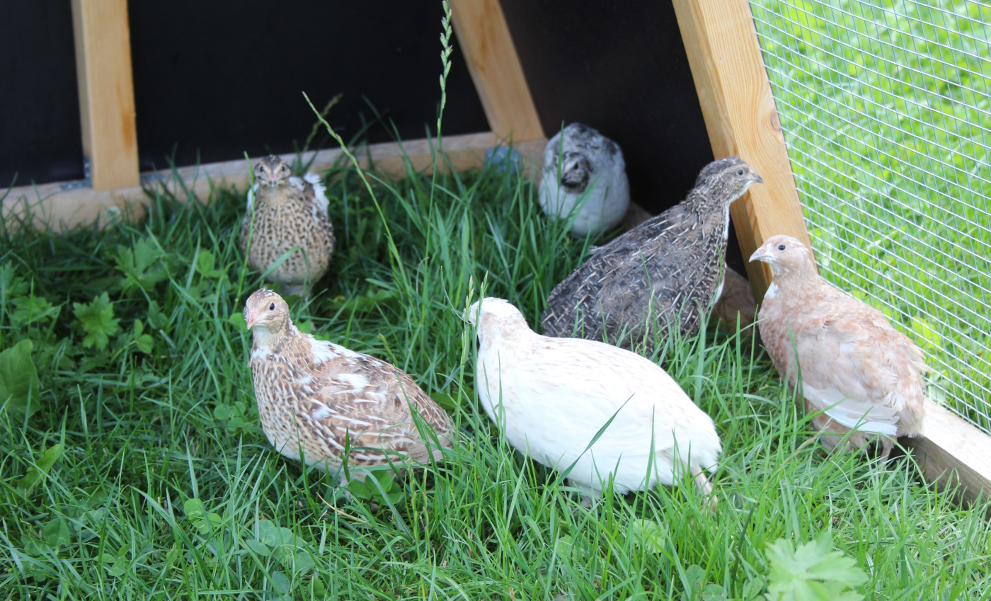 Wachteln halten: Tipps für Anfänger & frische Eier aus dem Garten