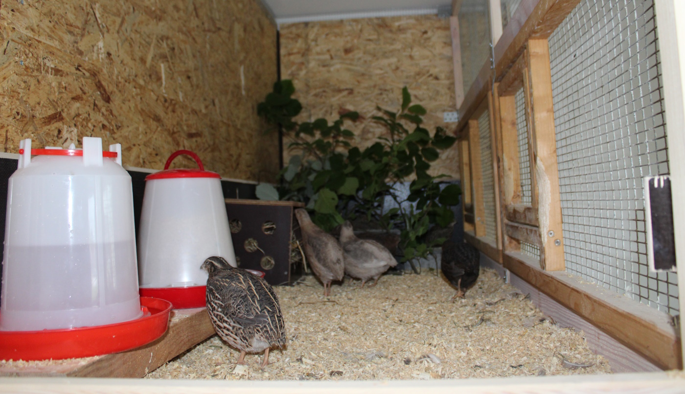 Wachteln halten: Tipps für Anfänger & frische Eier aus dem Garten